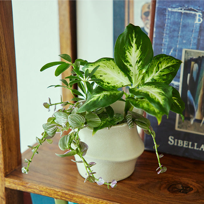 Screw Pot 個性的な陶器製の器｜土を使わない観葉植物 – &Green